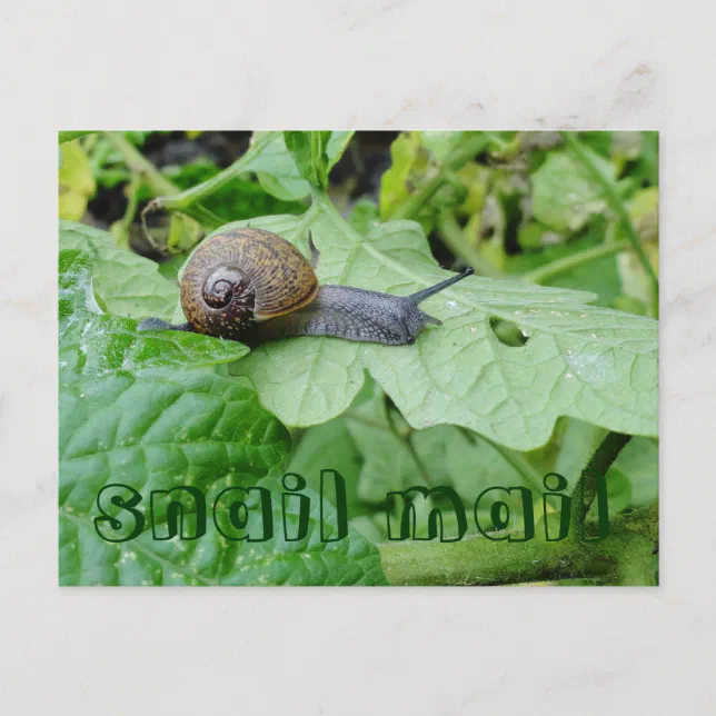 Snail Mail Postcard | Zazzle