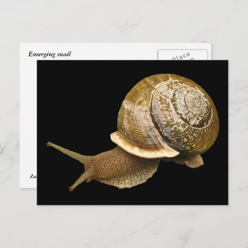 Snail Postcard | Zazzle