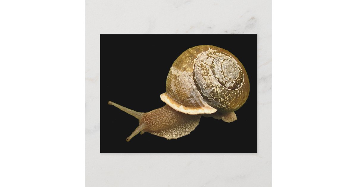 Snail Postcard | Zazzle