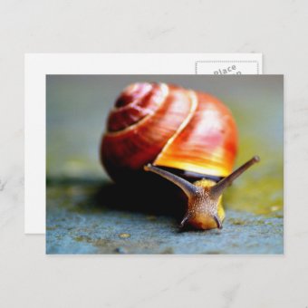Snail Postcard | Zazzle