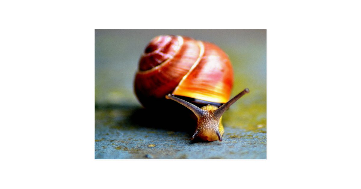 Snail Postcard | Zazzle.com