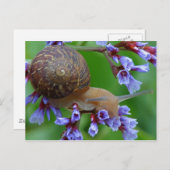 Snail Postcard Picture | Zazzle