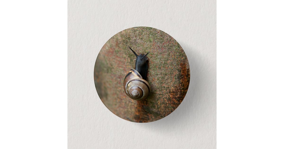 Snail round button | Zazzle