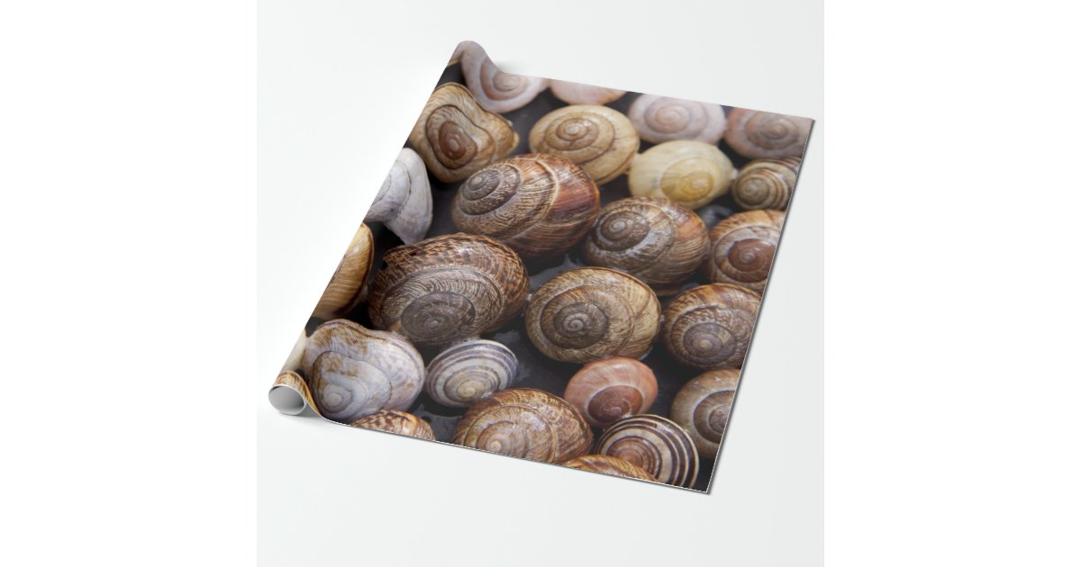 Snail shells wrapping paper | Zazzle