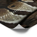 Snake (Ball Python) poster | Zazzle