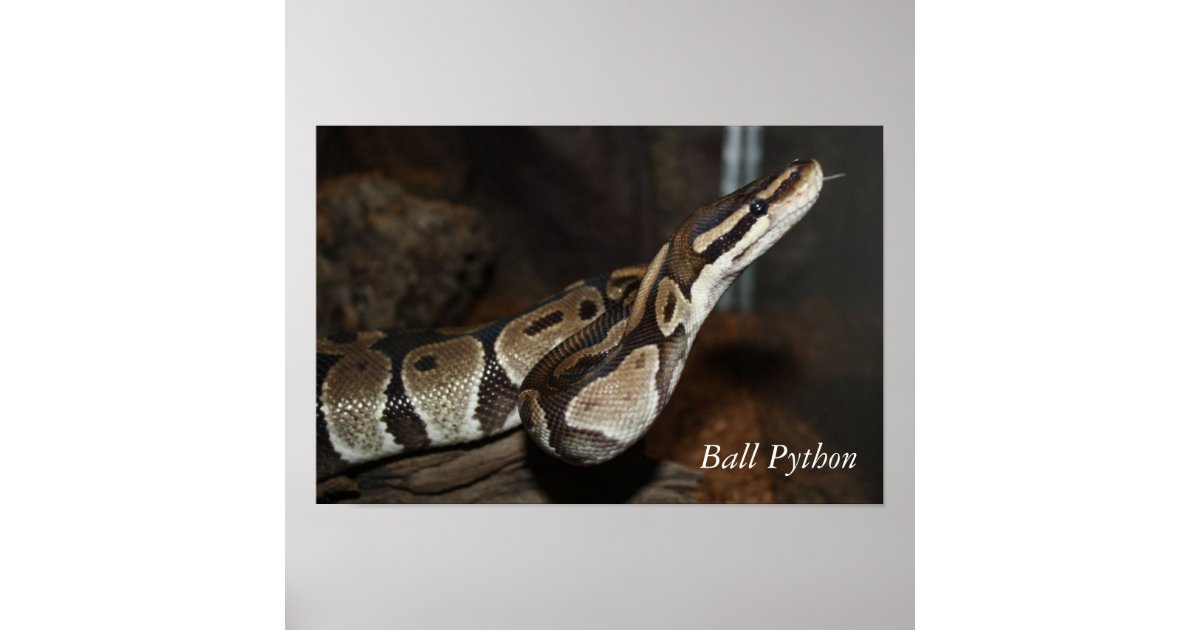 Snake (Ball Python) poster | Zazzle