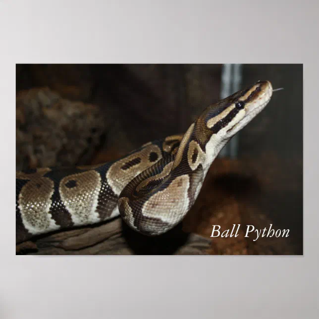 Snake (Ball Python) poster | Zazzle