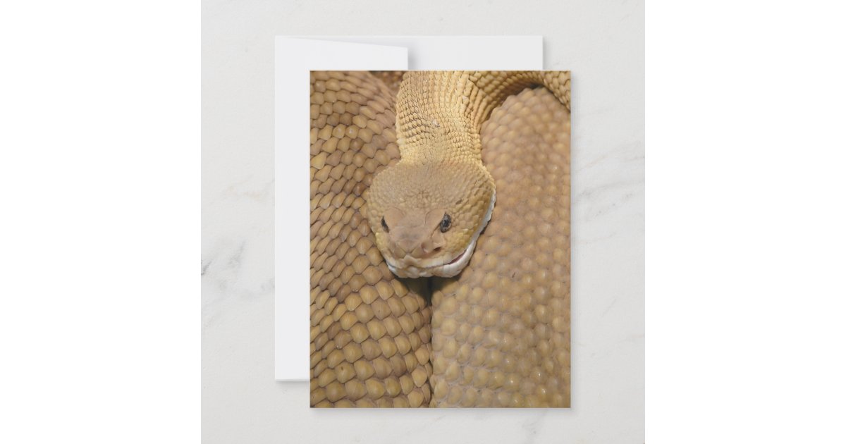 Snake Birthday Card Happy Birthday Snake | Zazzle