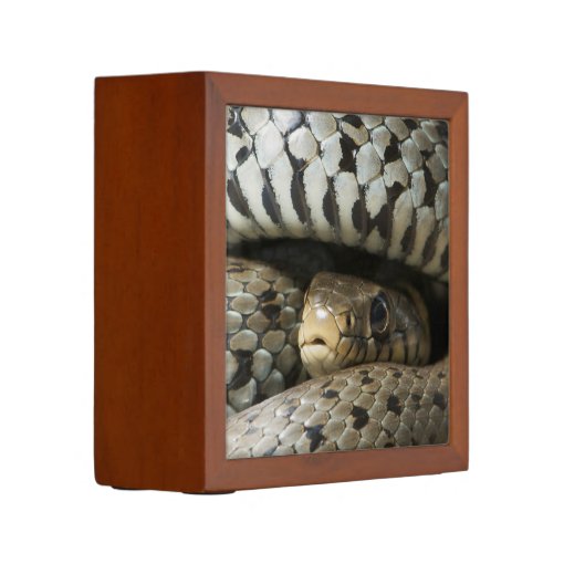 Snake Pencil Holder | Zazzle
