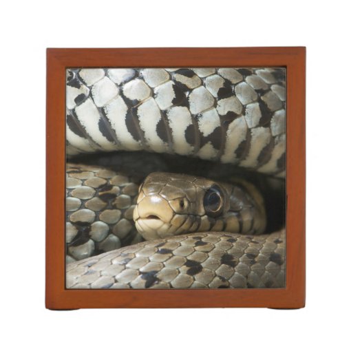 Snake Pencil Holder | Zazzle
