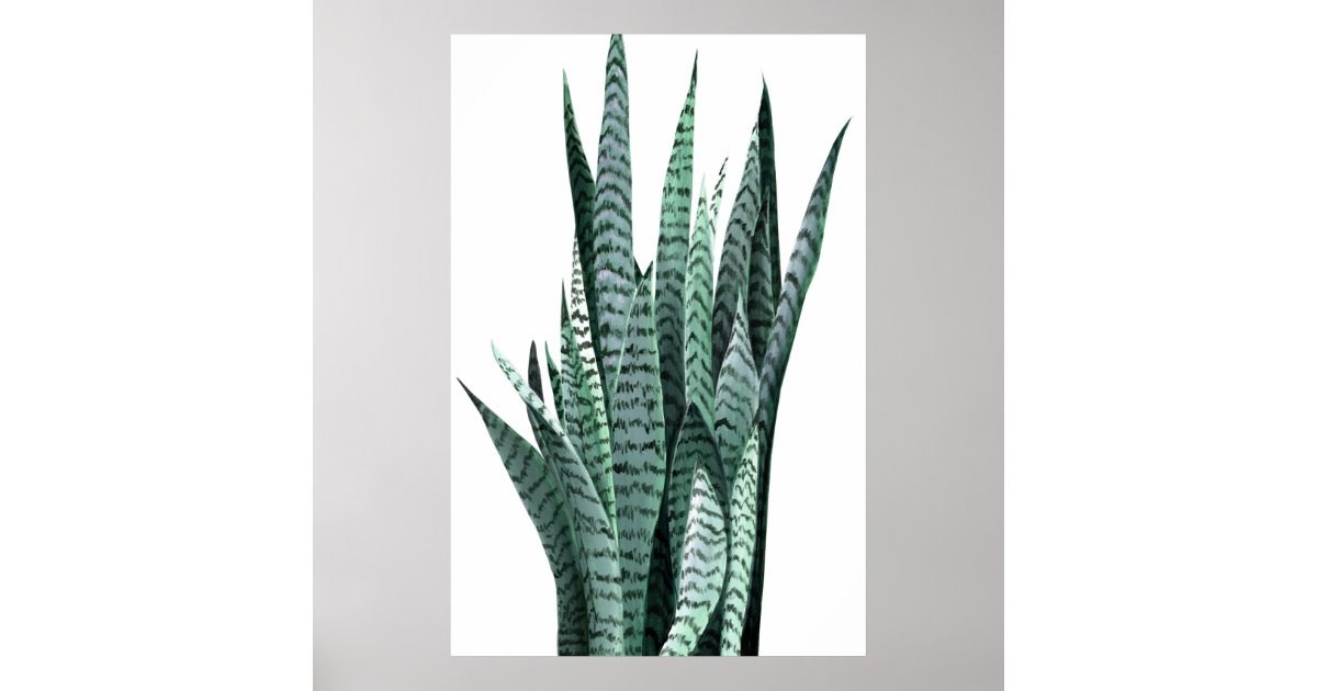 Snake Plant Acrylic Painting Poster | Zazzle