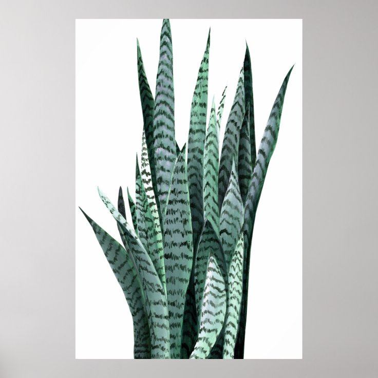 Snake Plant Acrylic Painting Poster | Zazzle