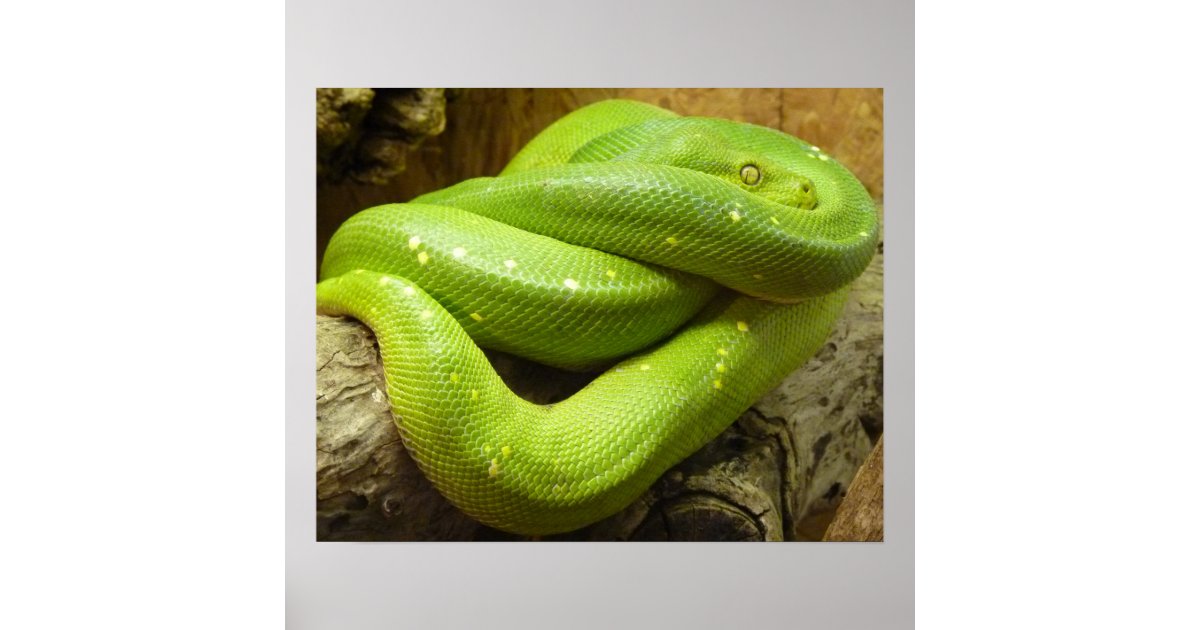 Snake Poster | Zazzle