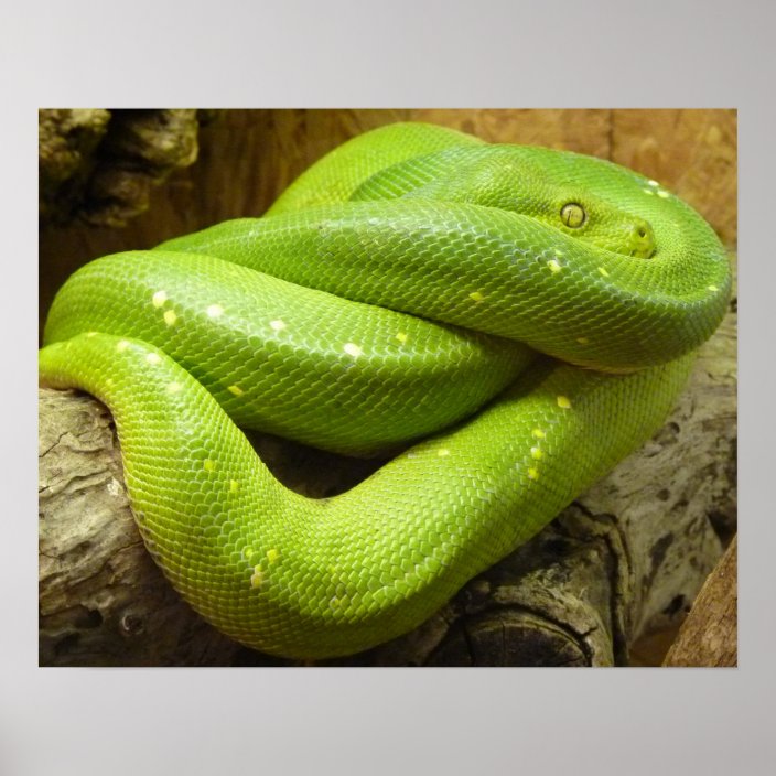 Snake Poster | Zazzle.com