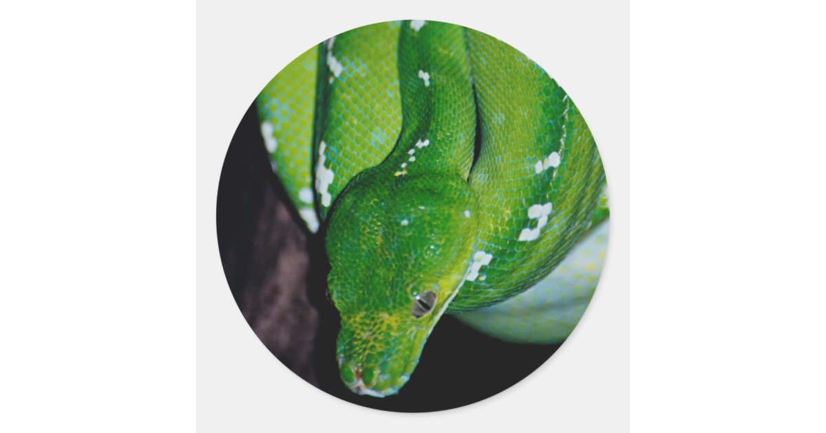 Snake Stickers | Zazzle