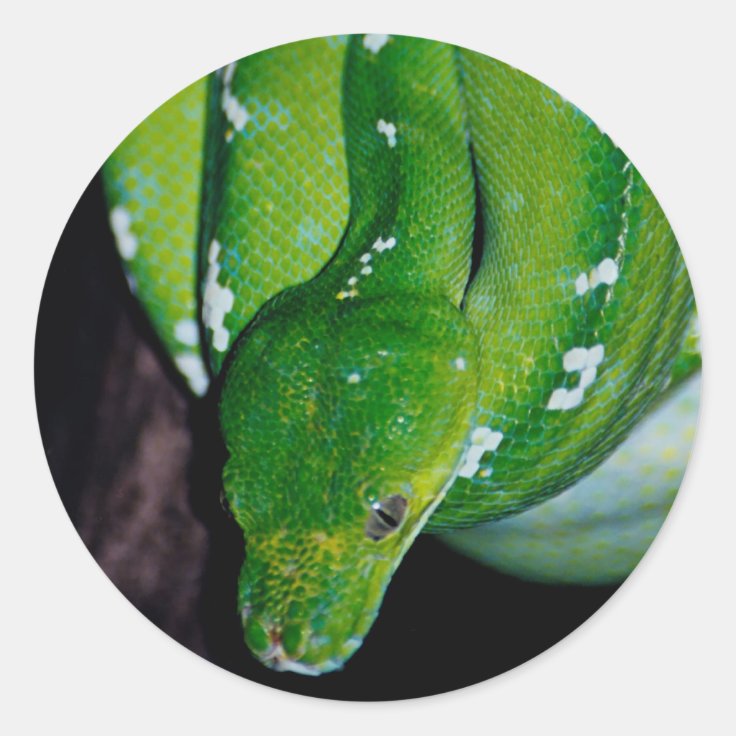 Snake Stickers | Zazzle