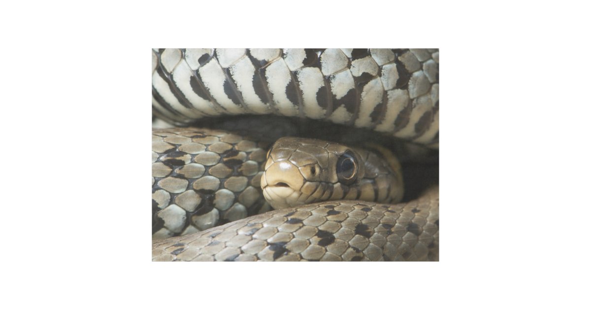 Snake Tablecloth | Zazzle