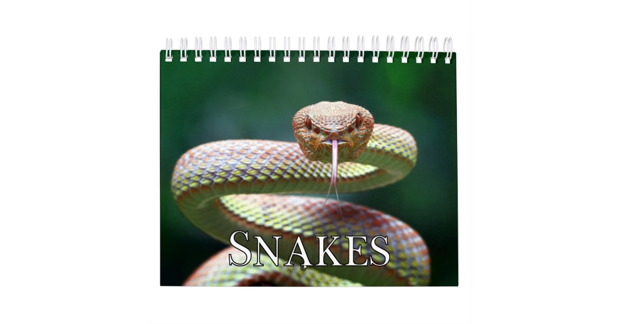 Snakes Collection Wall Calendar | Zazzle