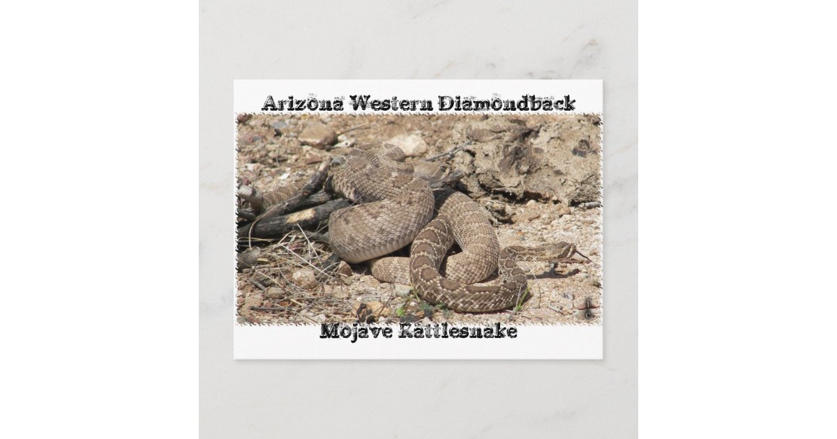 Snakes of Arizona Postcard | Zazzle