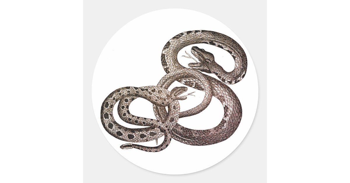 Snakes Stickers | Zazzle