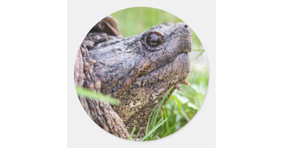 Snapping Turtle Classic Round Sticker | Zazzle