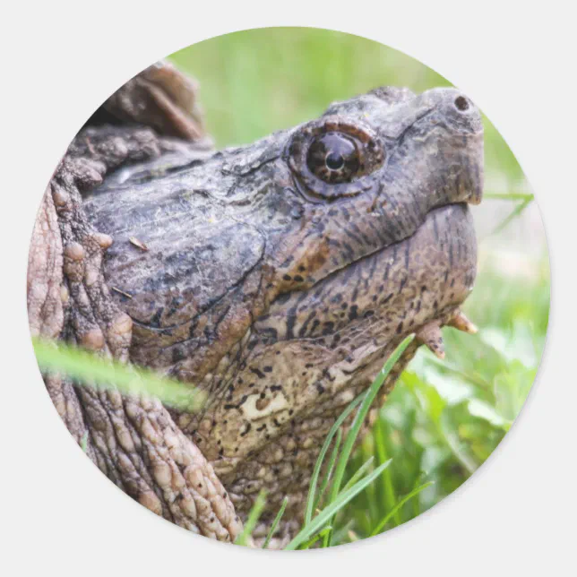 Snapping Turtle Classic Round Sticker | Zazzle