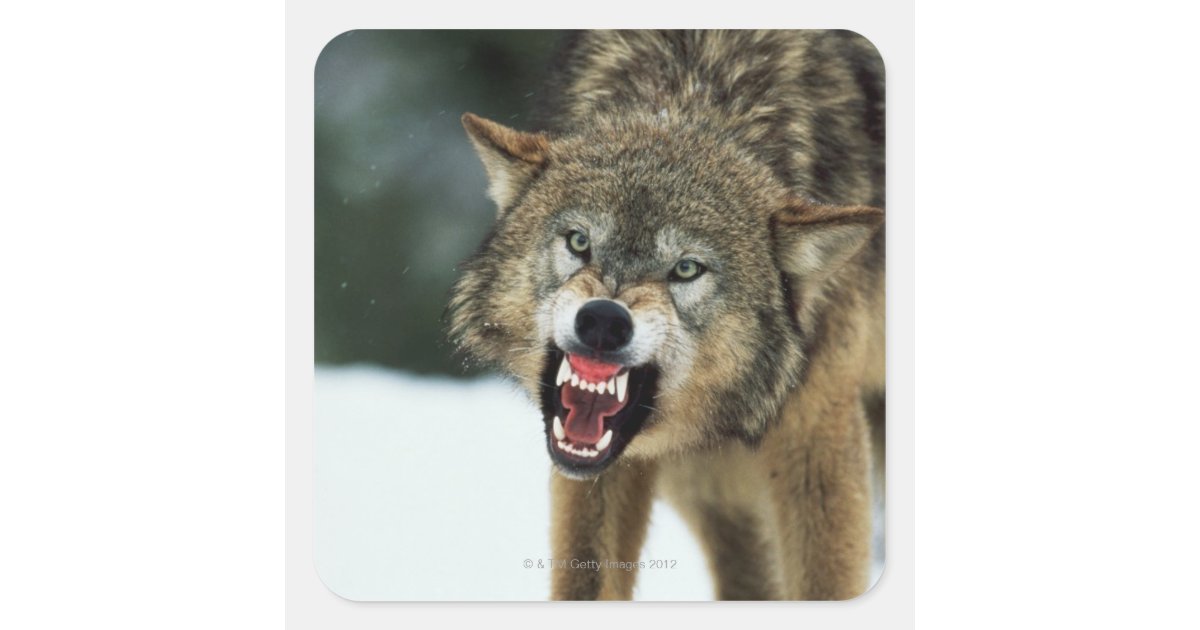 Snarling gray wolf square sticker | Zazzle