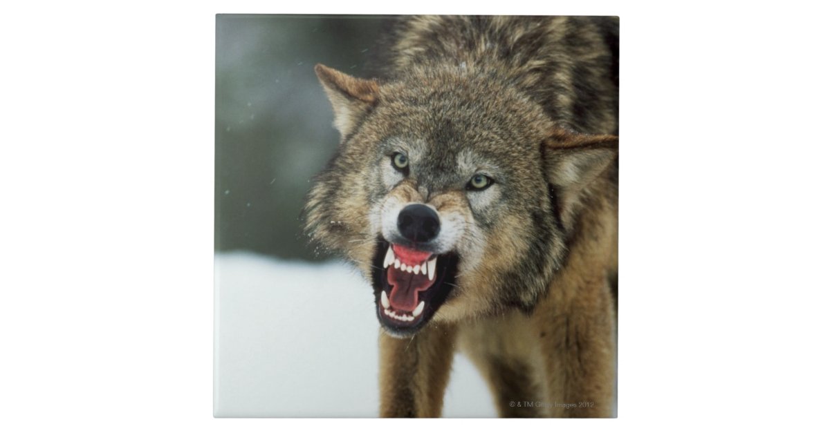 Snarling gray wolf tile | Zazzle