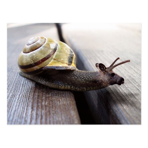 Snoose Postcard | Zazzle