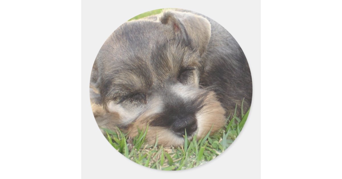 Snoozing Schnauzer Sticker | Zazzle