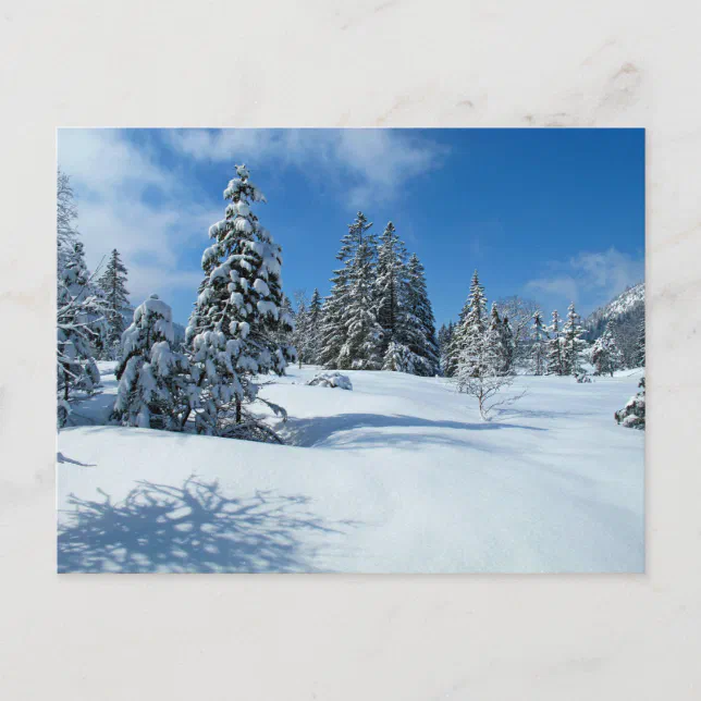 Snow-Covered Trees, Winter Scene Postcard | Zazzle
