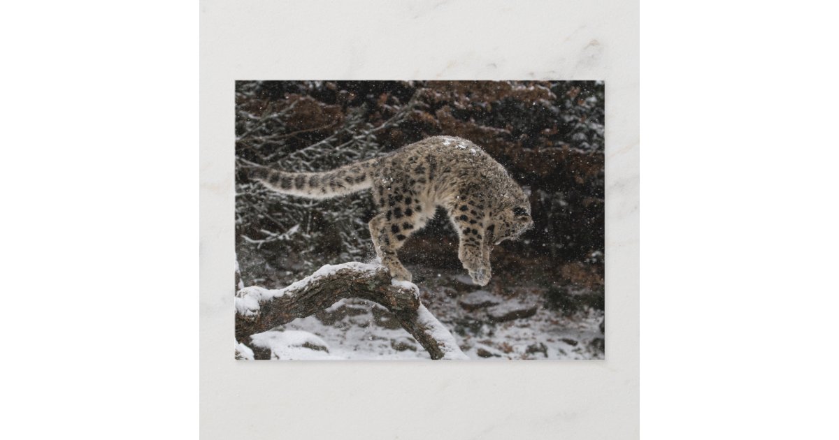 Snow Leopard Cub Pounce Postcard | Zazzle