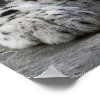 Snow Leopard Cub Sitting Poster | Zazzle
