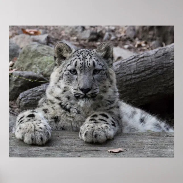 Snow Leopard Cub Sitting Poster | Zazzle