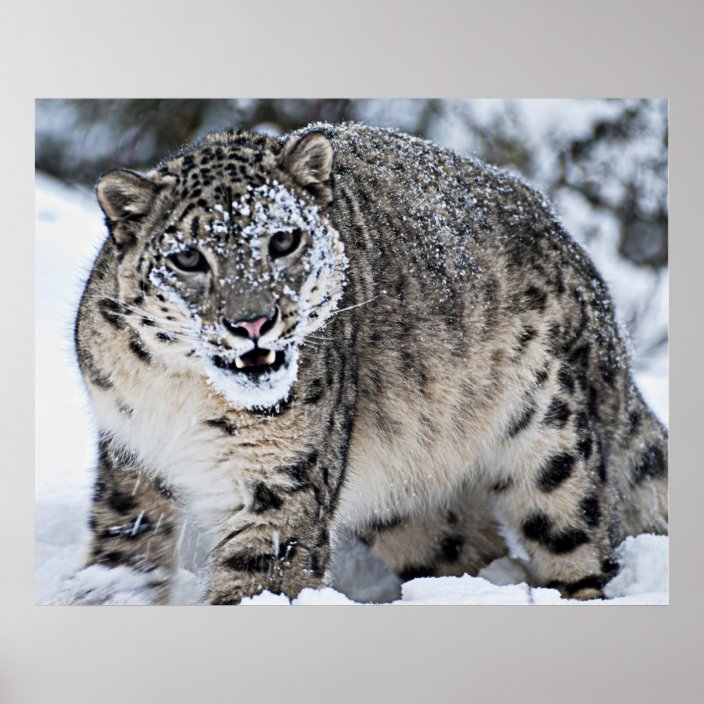 Snow Leopard Growling Poster | Zazzle.com