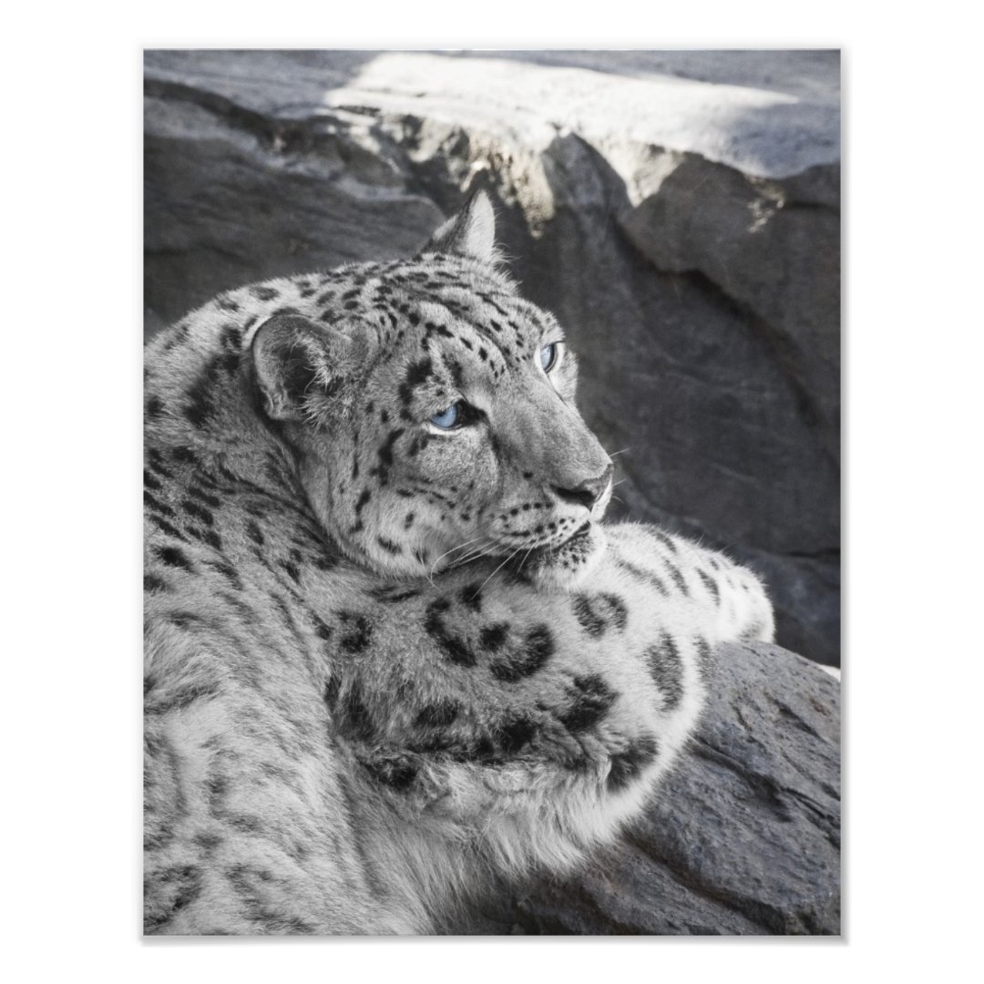 Snow Leopard Icy Stare Photo Print | Zazzle