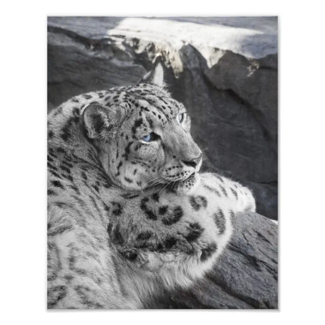 Snow Leopard Icy Stare Photo Print | Zazzle