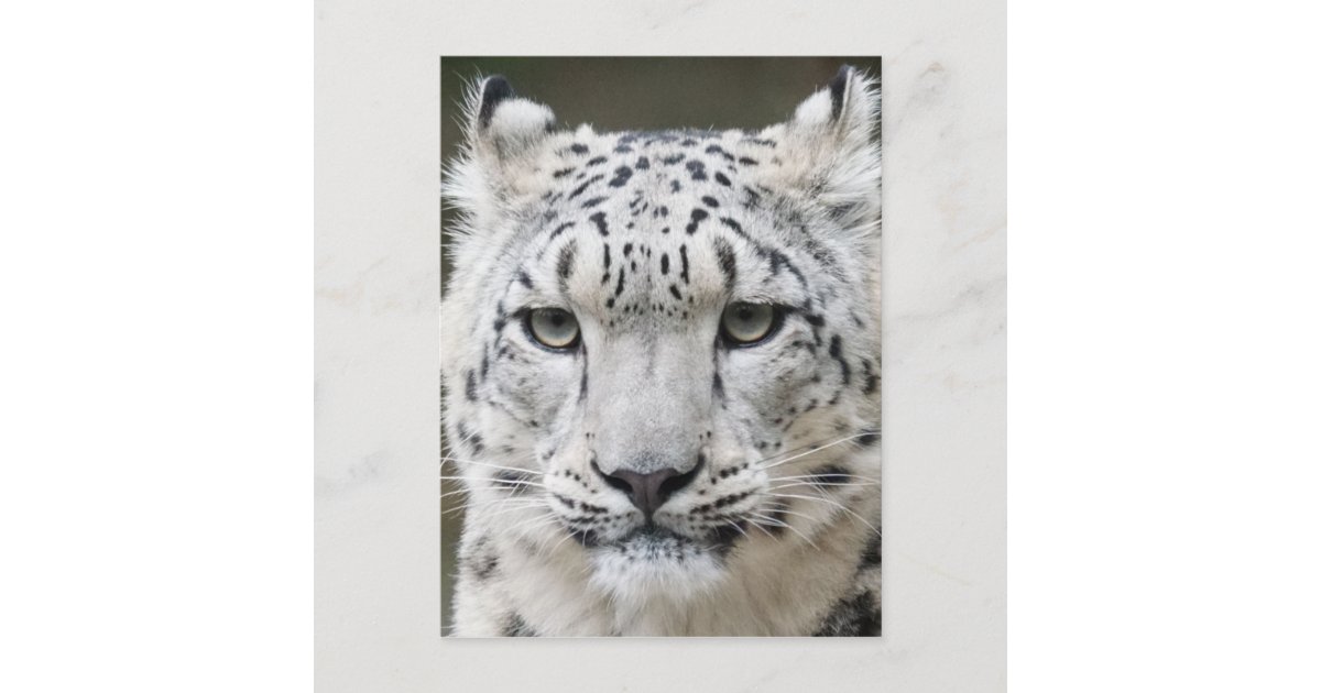 Snow Leopard Postcard | Zazzle