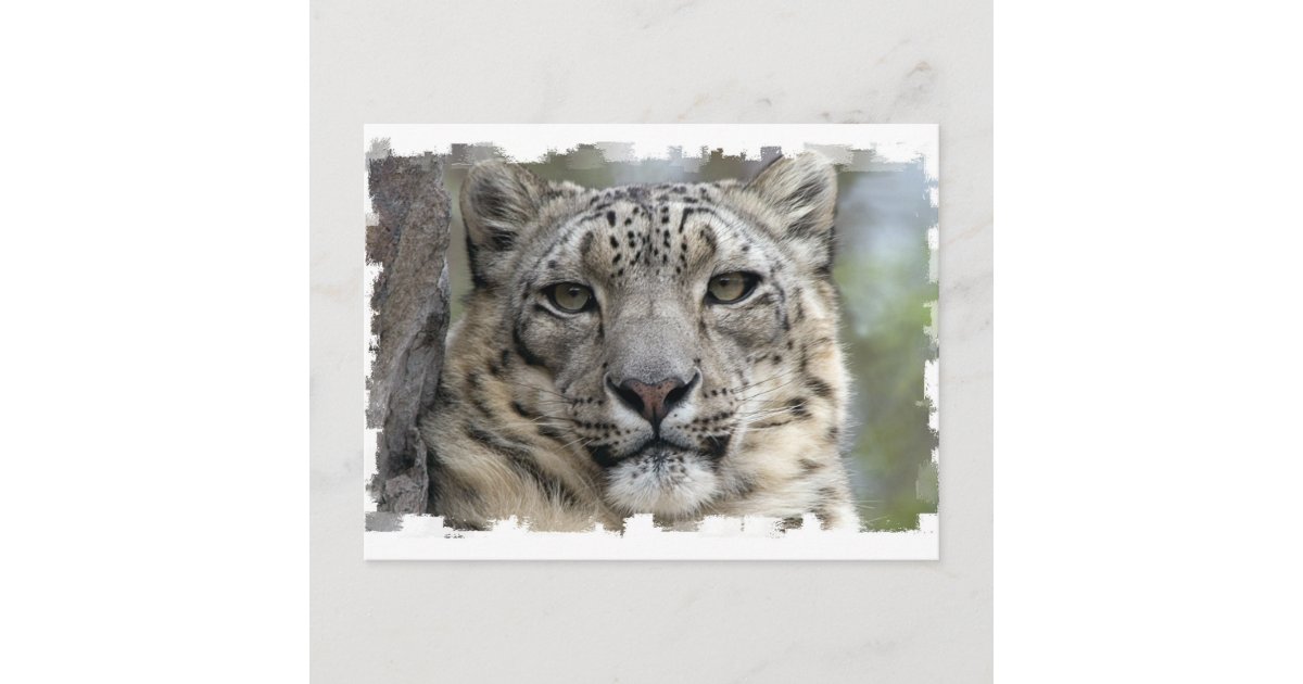 Snow Leopard Postcard | Zazzle