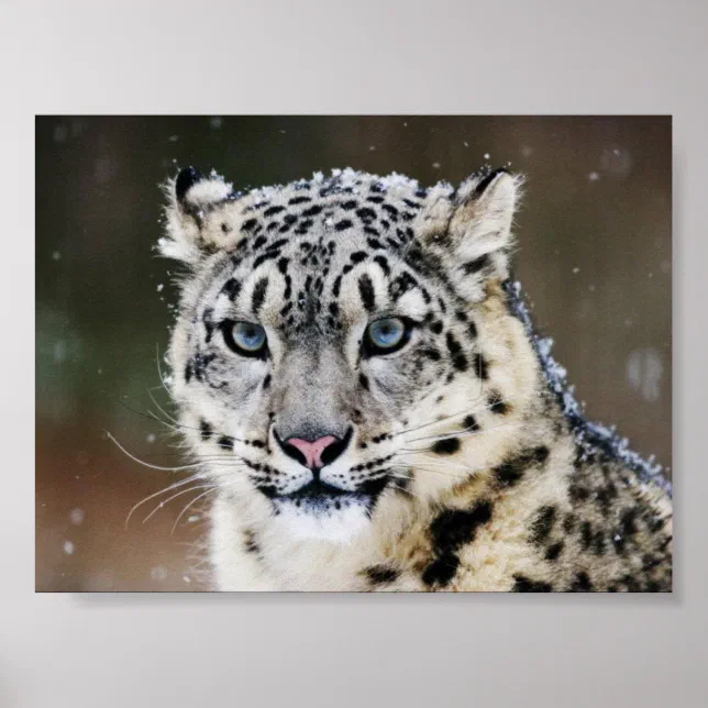 Snow Leopard Poster | Zazzle