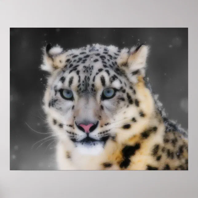 Snow Leopard Poster | Zazzle