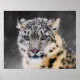 Snow Leopard Poster | Zazzle
