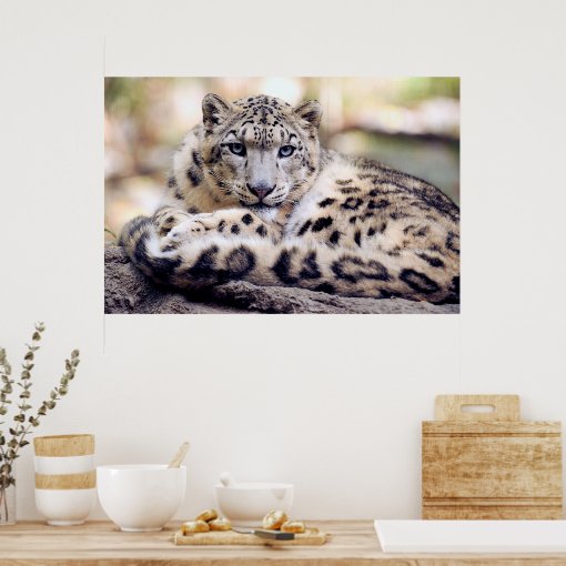 Snow leopard poster | Zazzle