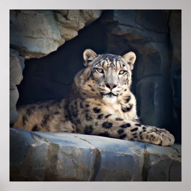 Snow Leopard Poster | Zazzle