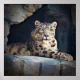 Snow Leopard Poster | Zazzle