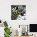 Snow Leopard Poster | Zazzle