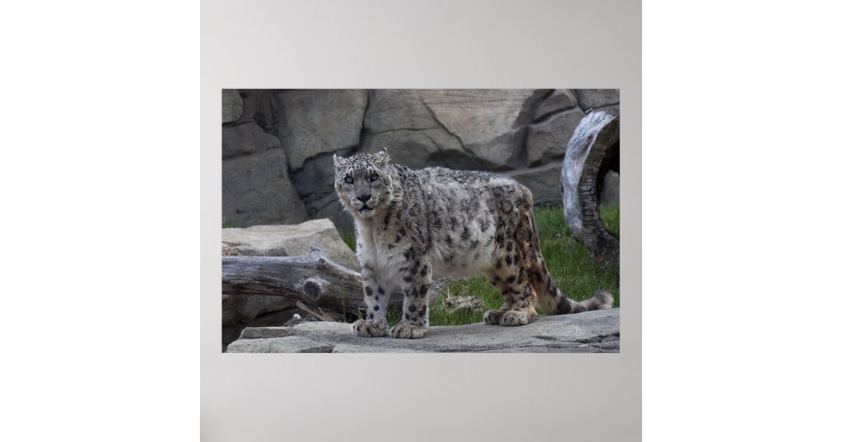 Snow Leopard Poster | Zazzle