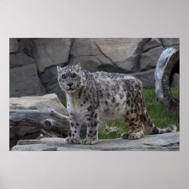 Snow Leopard Poster | Zazzle