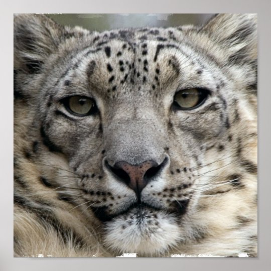 Snow Leopard Print | Zazzle.com