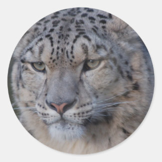 Snow Leopard Stickers | Zazzle